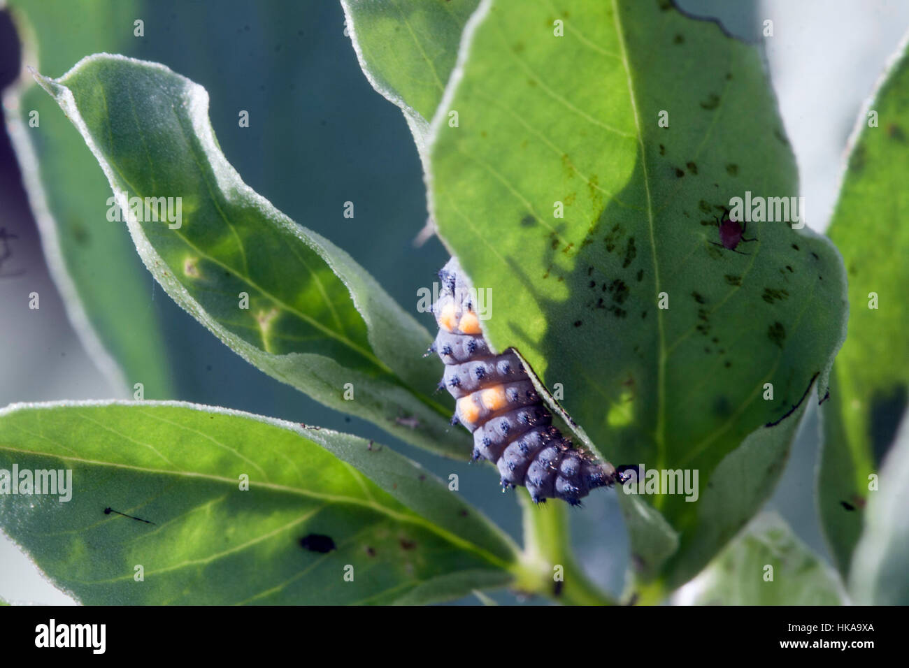 Ladybird larvae on broad beans Stock Photo - Alamy