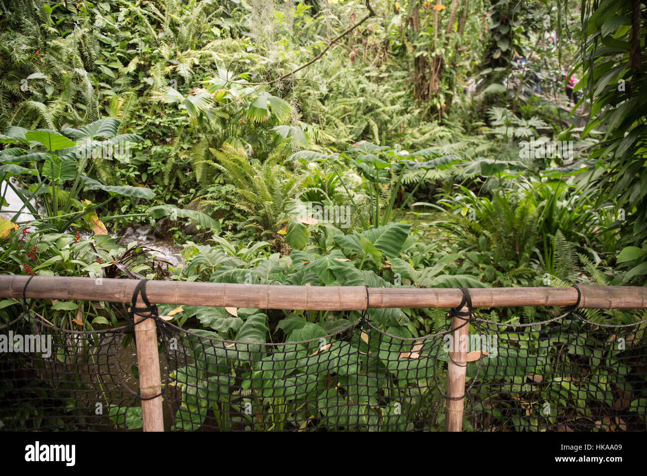 The Rainforest Biome, Eden Project Stock Photo - Alamy