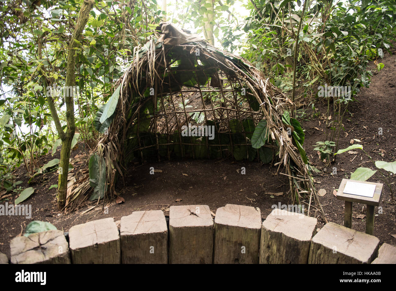 The Rainforest Biome, Eden Project Stock Photo - Alamy