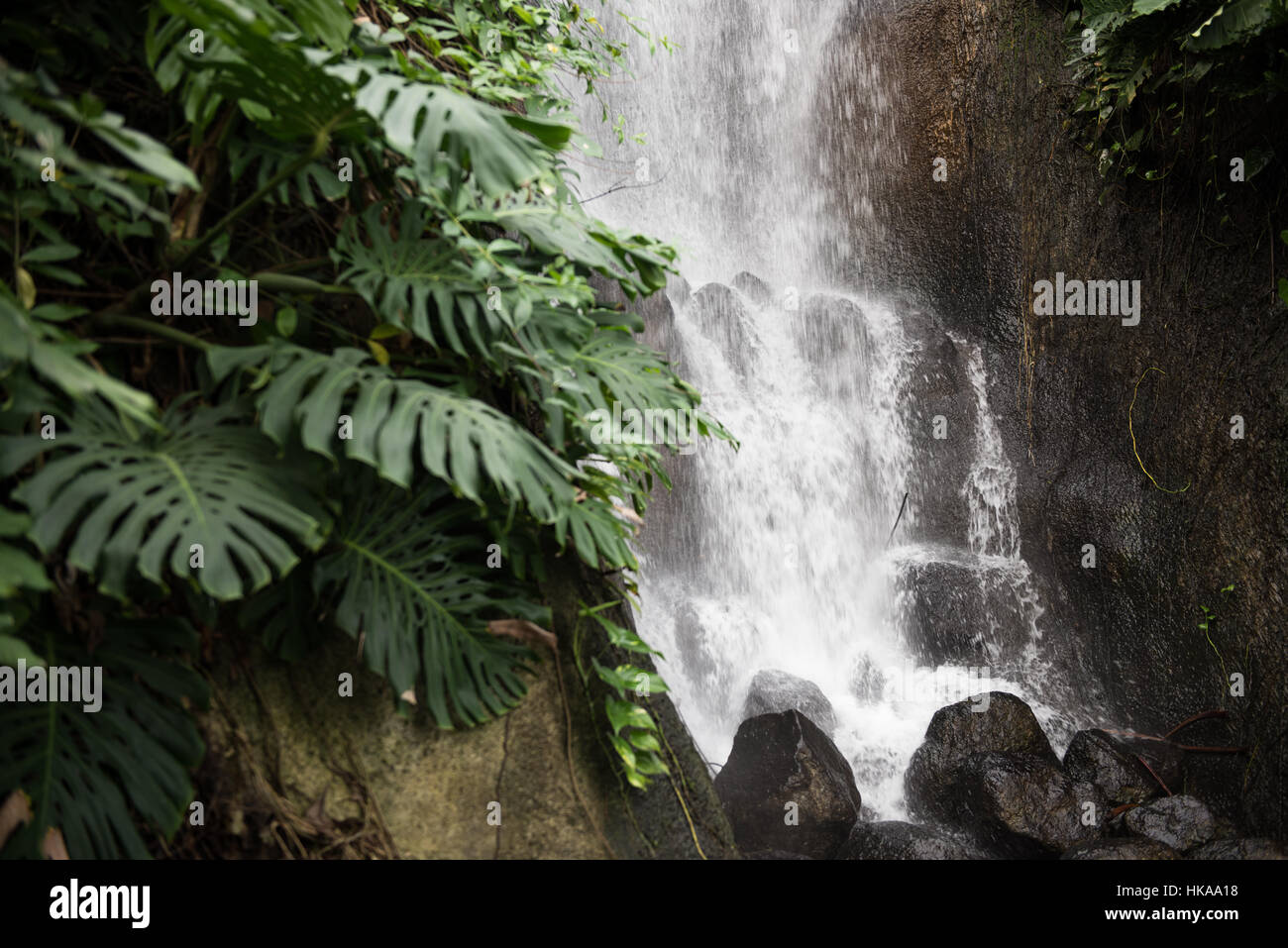 Waterfall, Rainforest Biome, Eden Project Stock Photo - Alamy