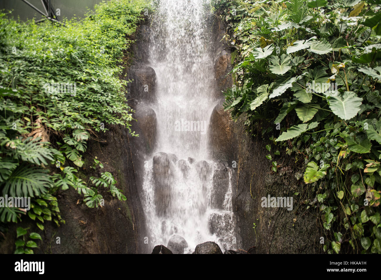Waterfall, Rainforest Biome, Eden Project Stock Photo - Alamy