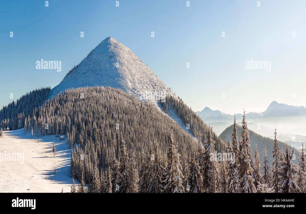 Beautiful winter panorama with fresh snow. Landscape with spruce pine ...
