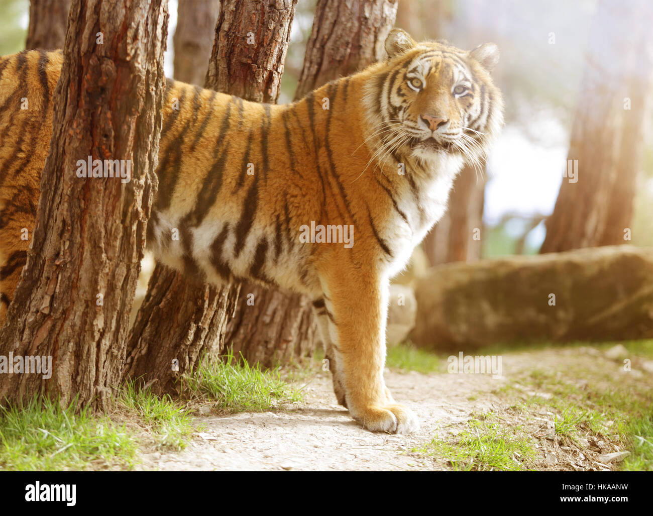 Tiger image hi-res stock photography and images - Alamy