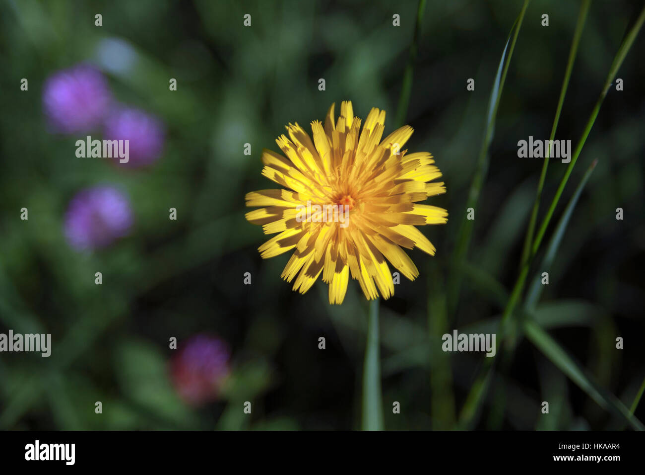 Cat's ear weed hi-res stock photography and images - Alamy