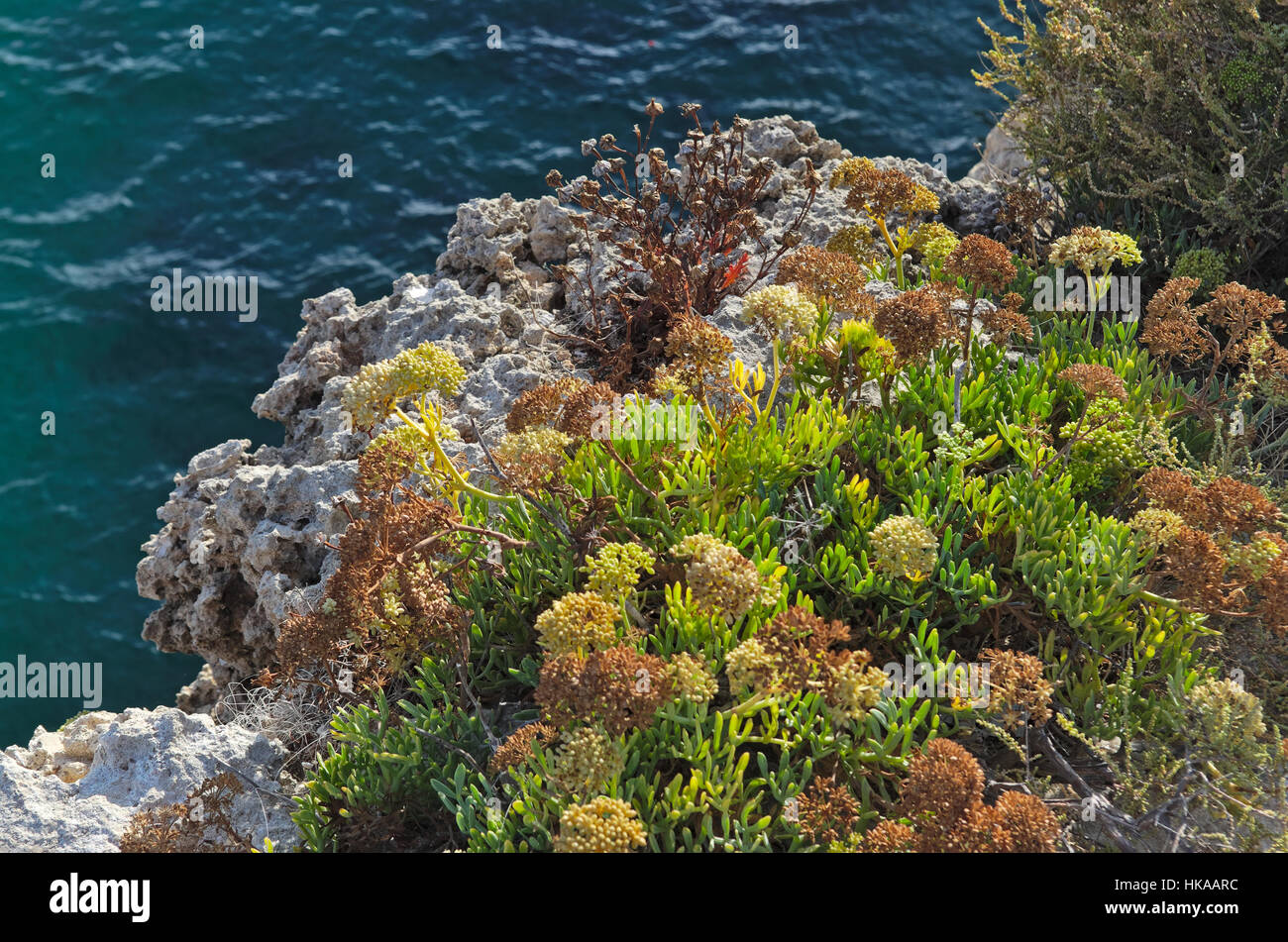 Vegetation of the algarve hi-res stock photography and images - Alamy