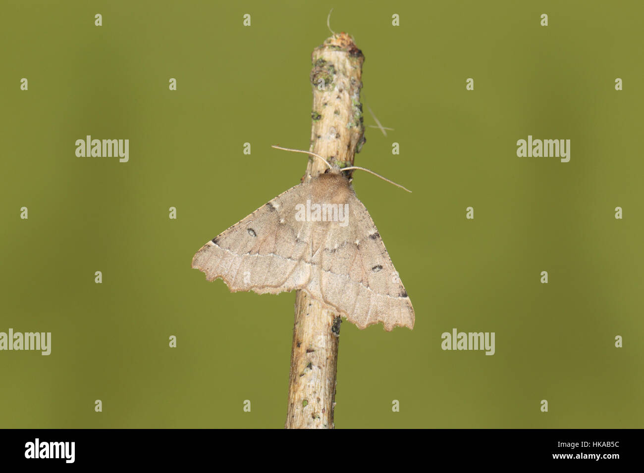 Flying moth hi-res stock photography and images - Alamy
