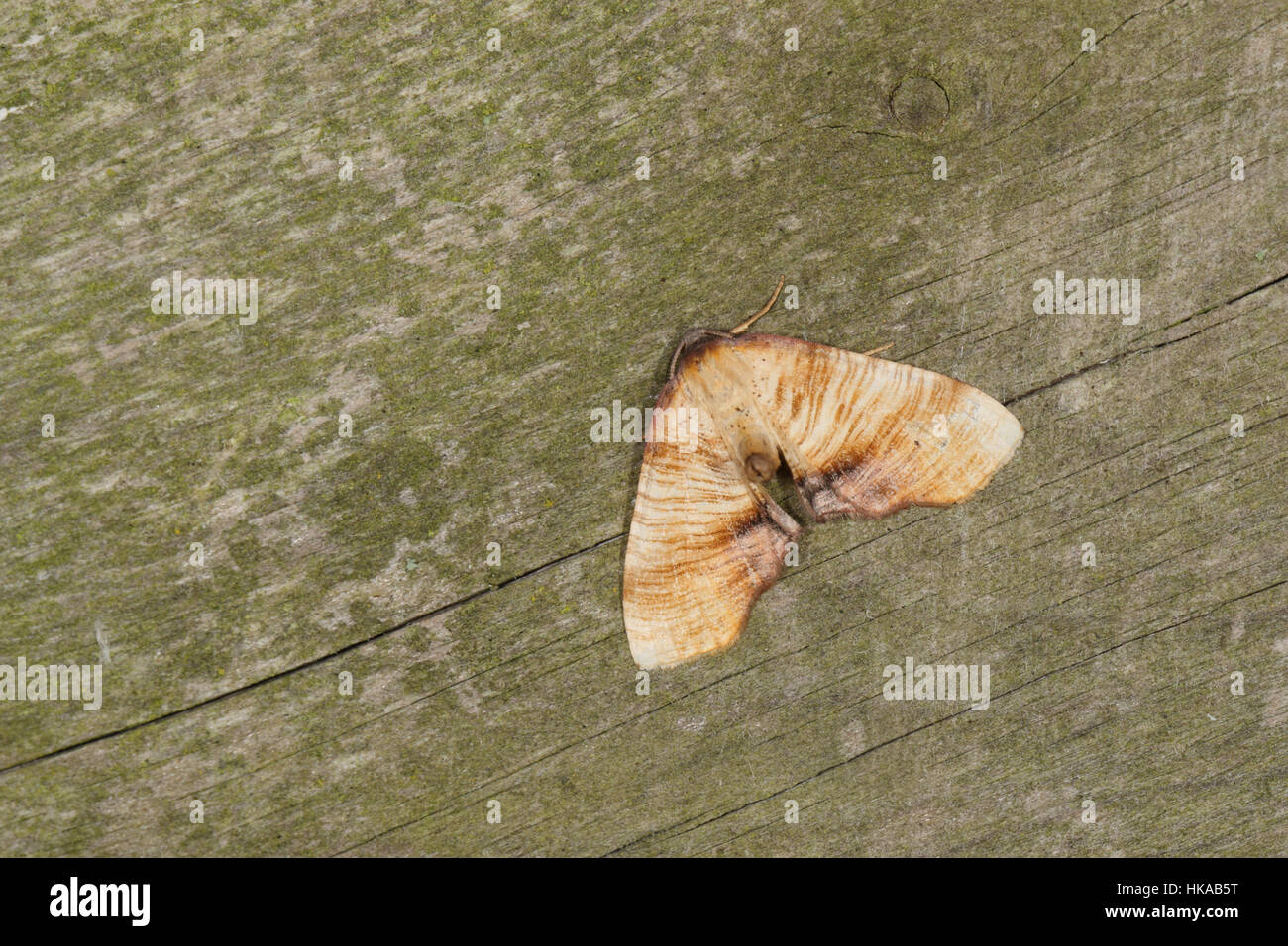 Plagodis dolabraria hi-res stock photography and images - Alamy