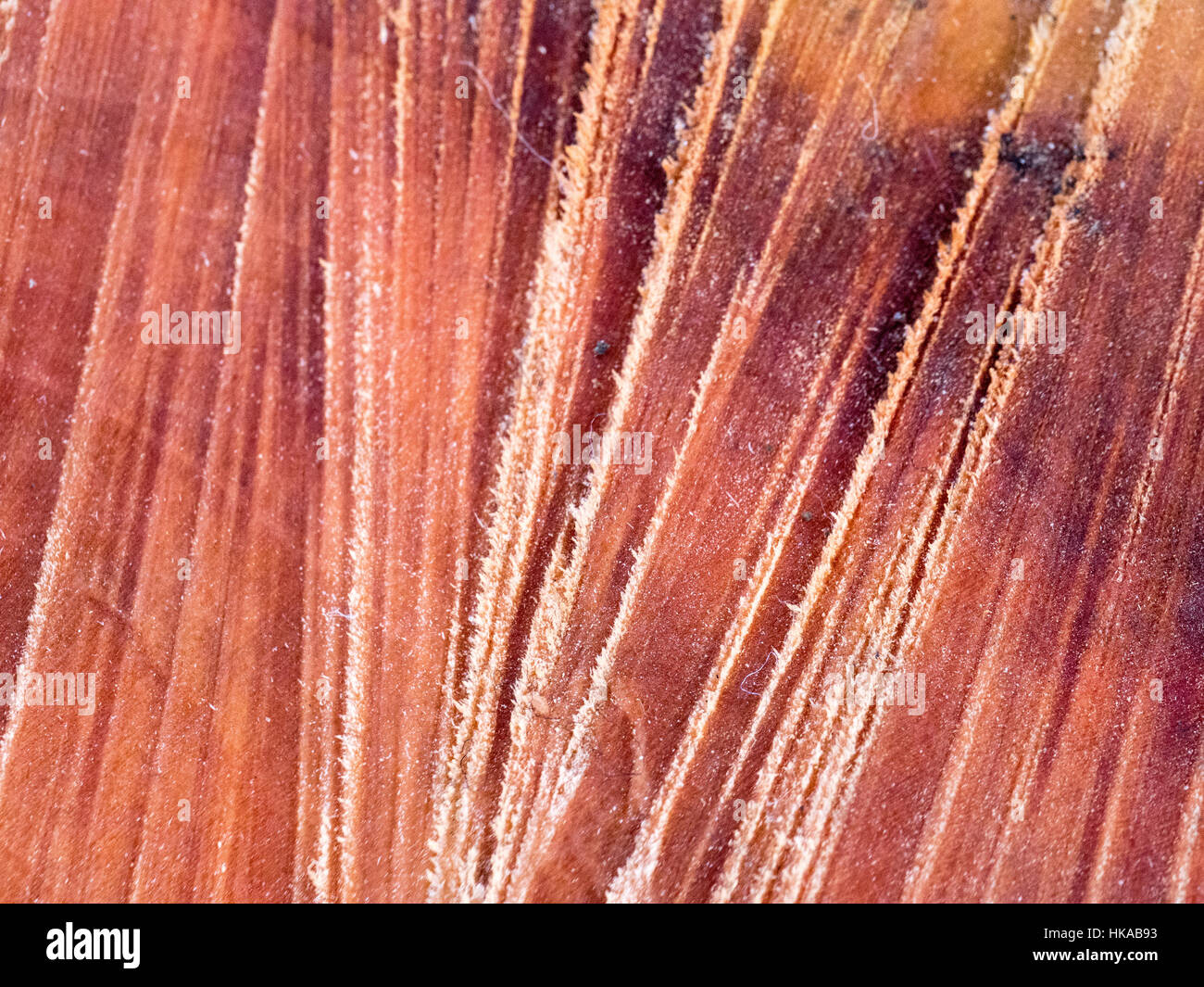 wood grain on a frosty morning on a cut down tree stump Stock Photo - Alamy