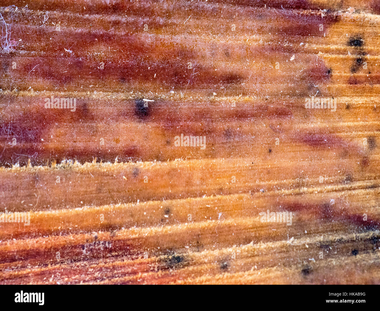 Frosty tree stump hi-res stock photography and images - Alamy