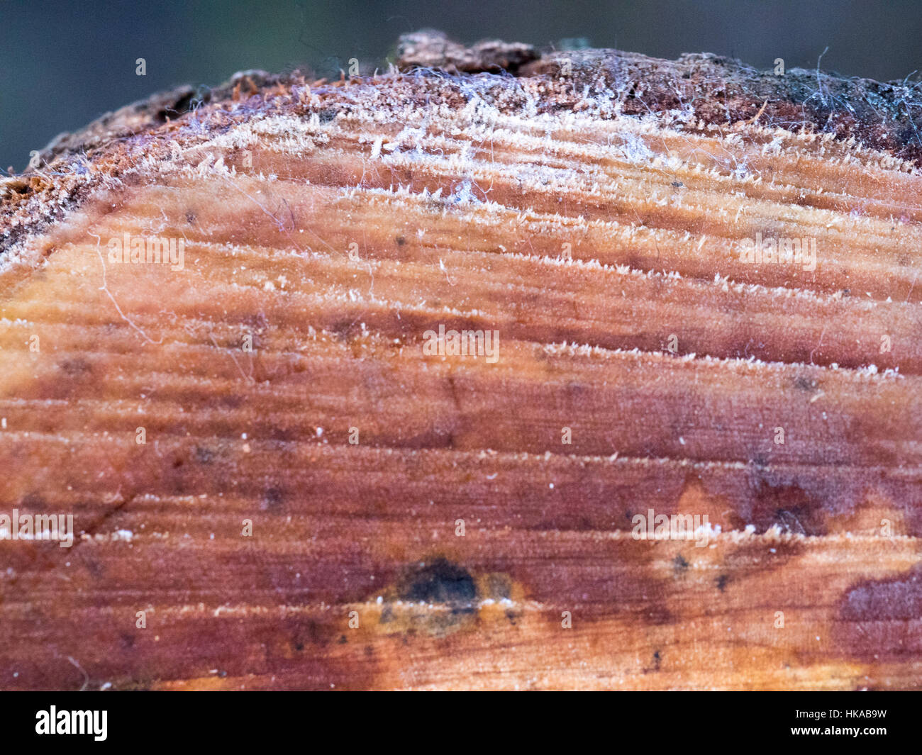 Tree grain hi-res stock photography and images - Alamy