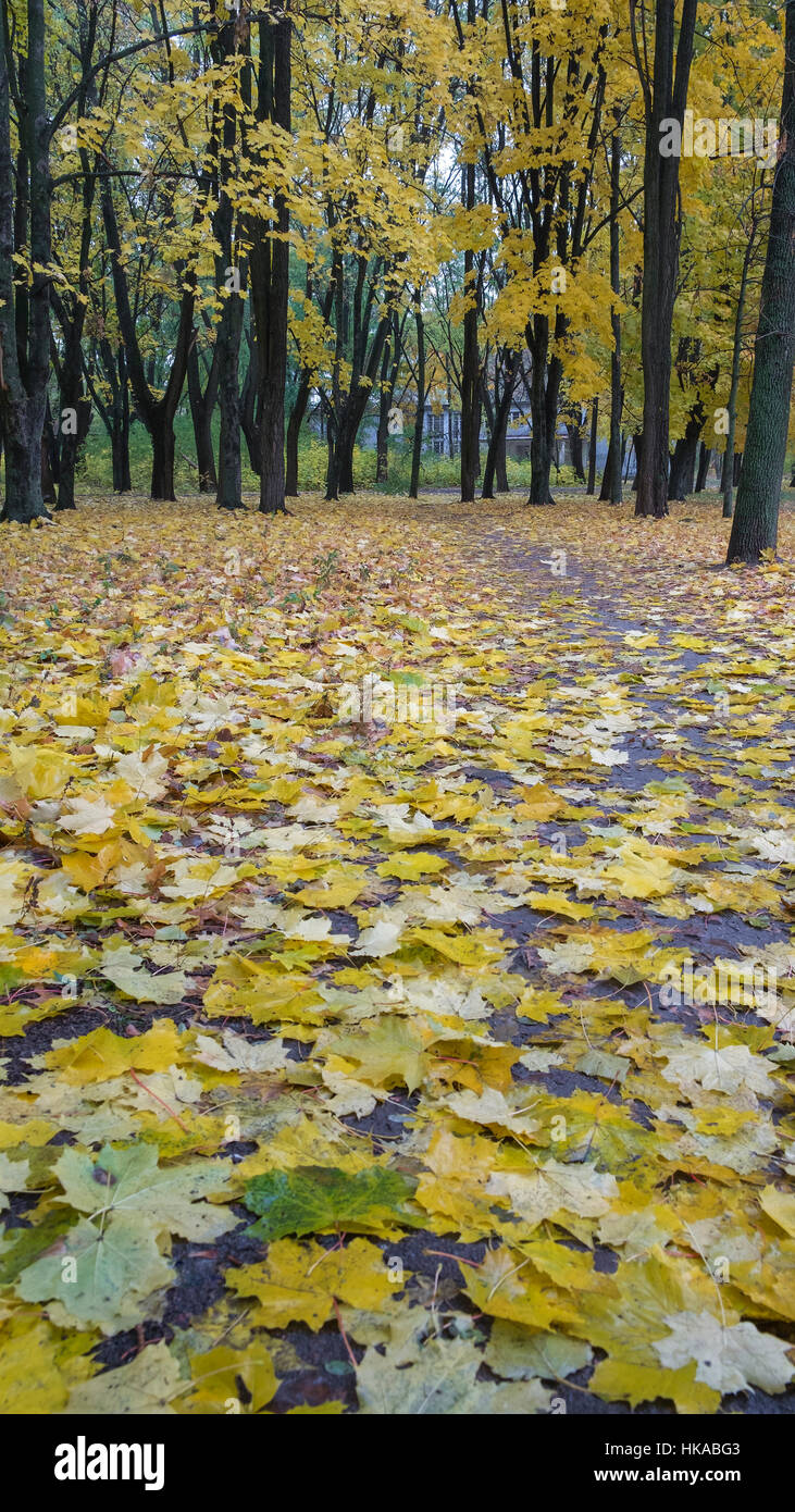 Yellow october landscape woodland fall color hi-res stock photography ...