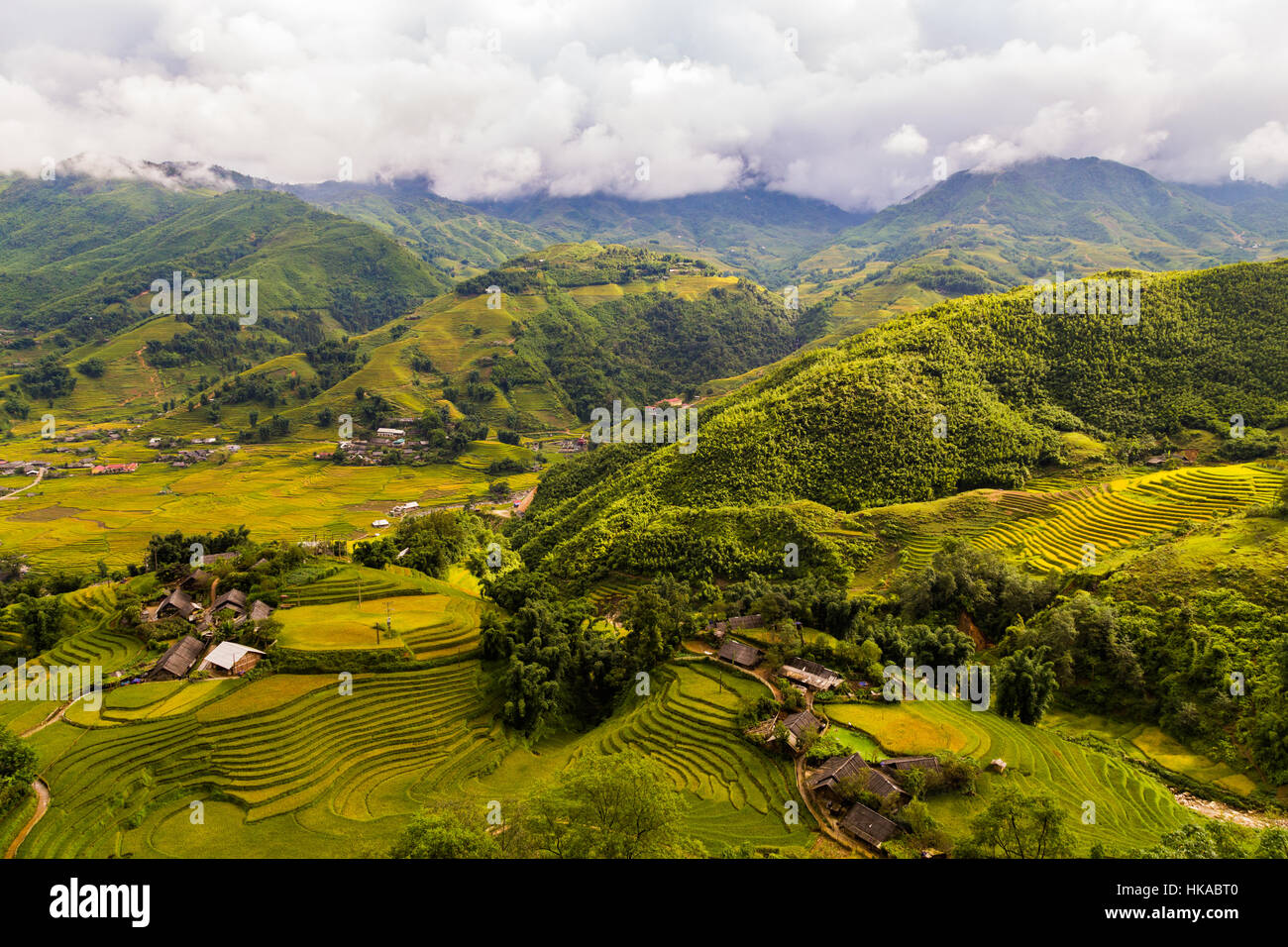 Rice fields in a valley in north Vietnam Stock Photo - Alamy