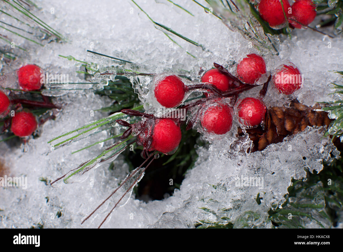 Holly bush covered in snow hi-res stock photography and images - Alamy