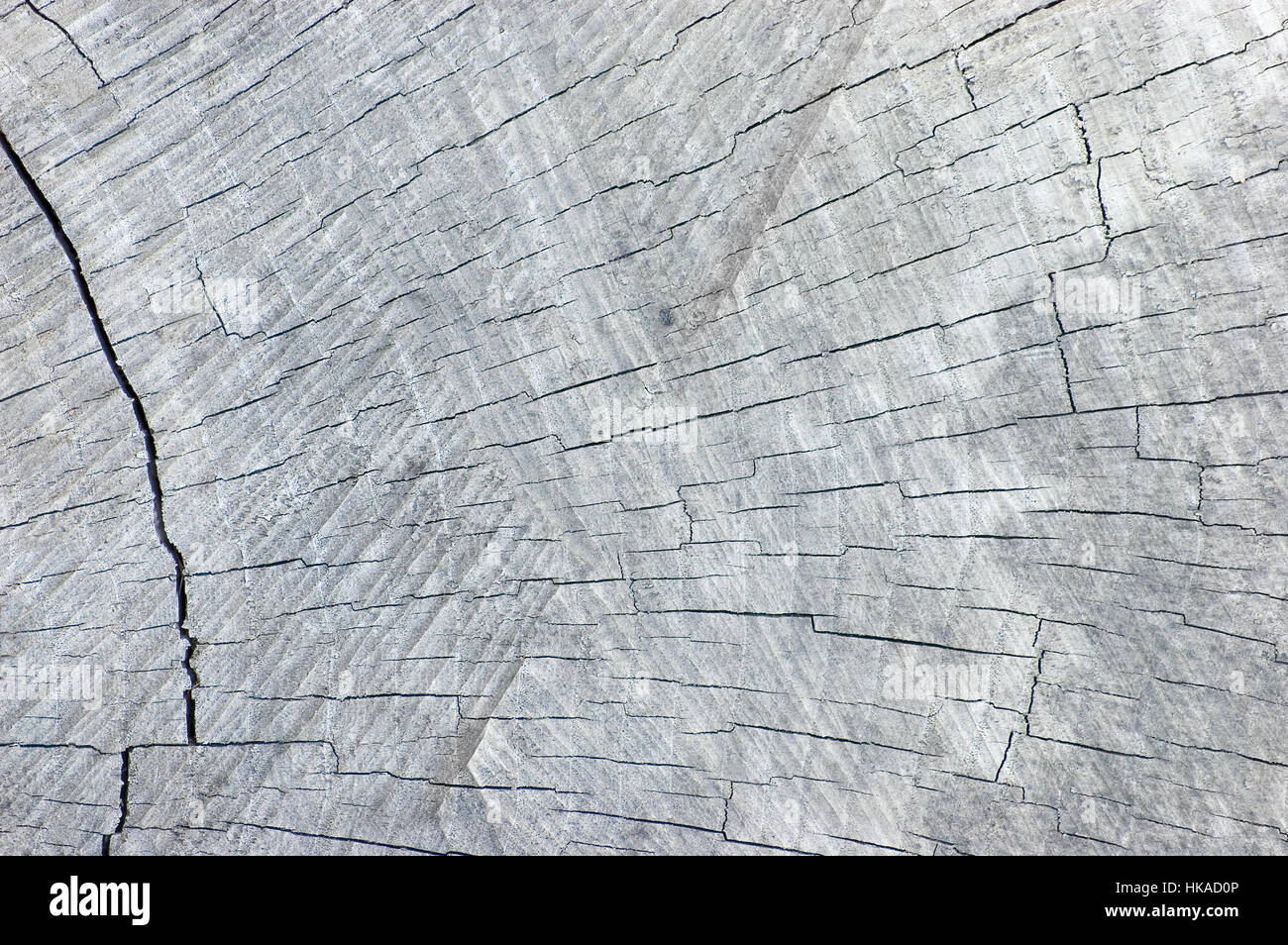 Natural Weathered Gray Tree Stump Cut Texture, Large Detailed ...