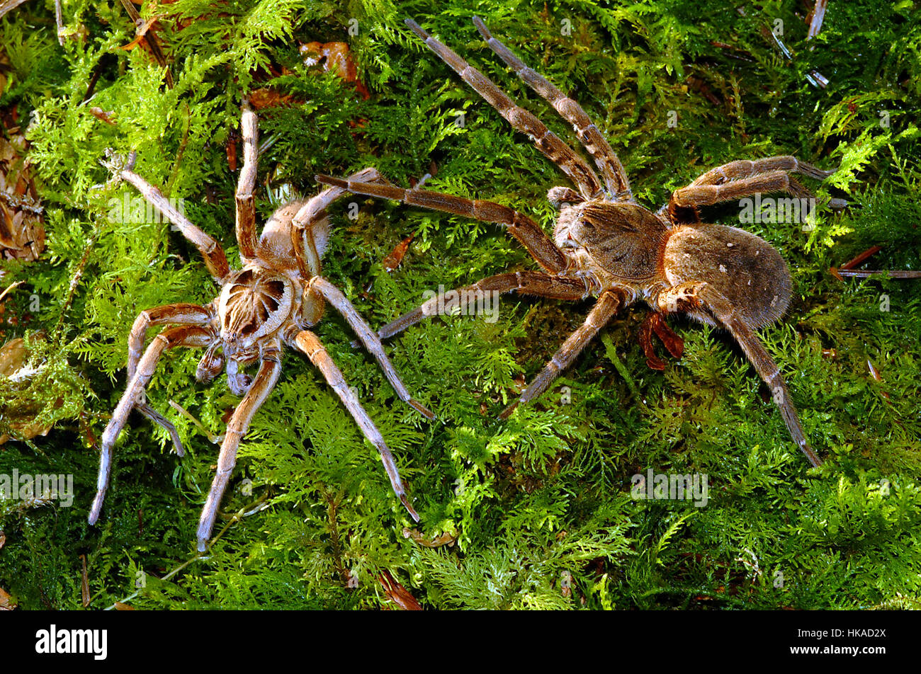 Giant Amazon Fishing Spider Female High Resolution Stock Photography ...