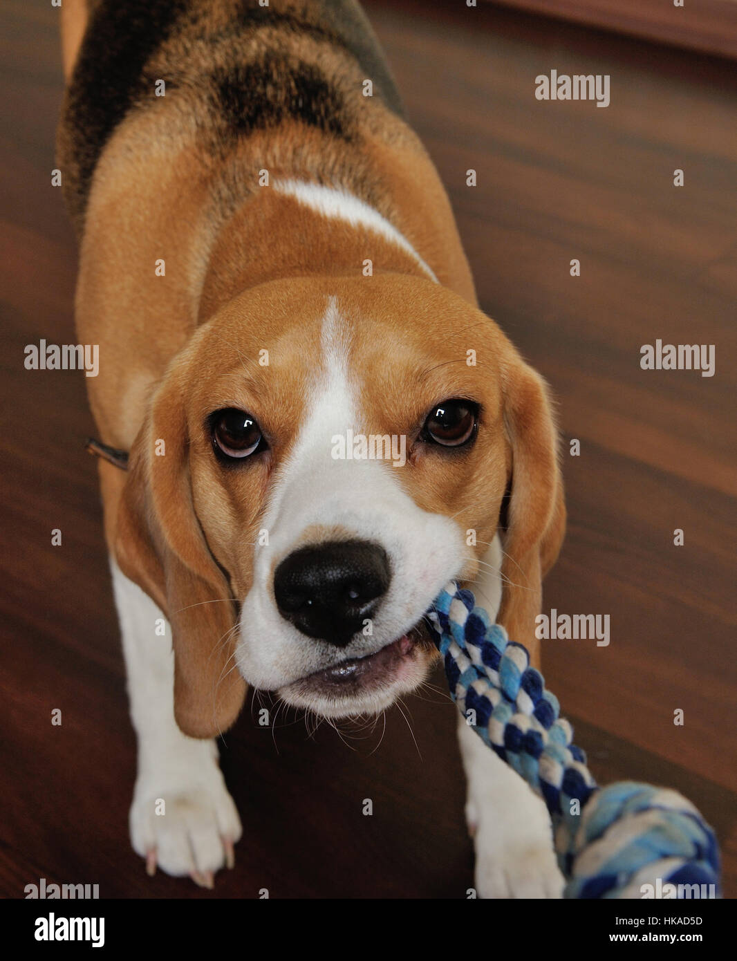 Dog want to take rope from the person Stock Photo - Alamy