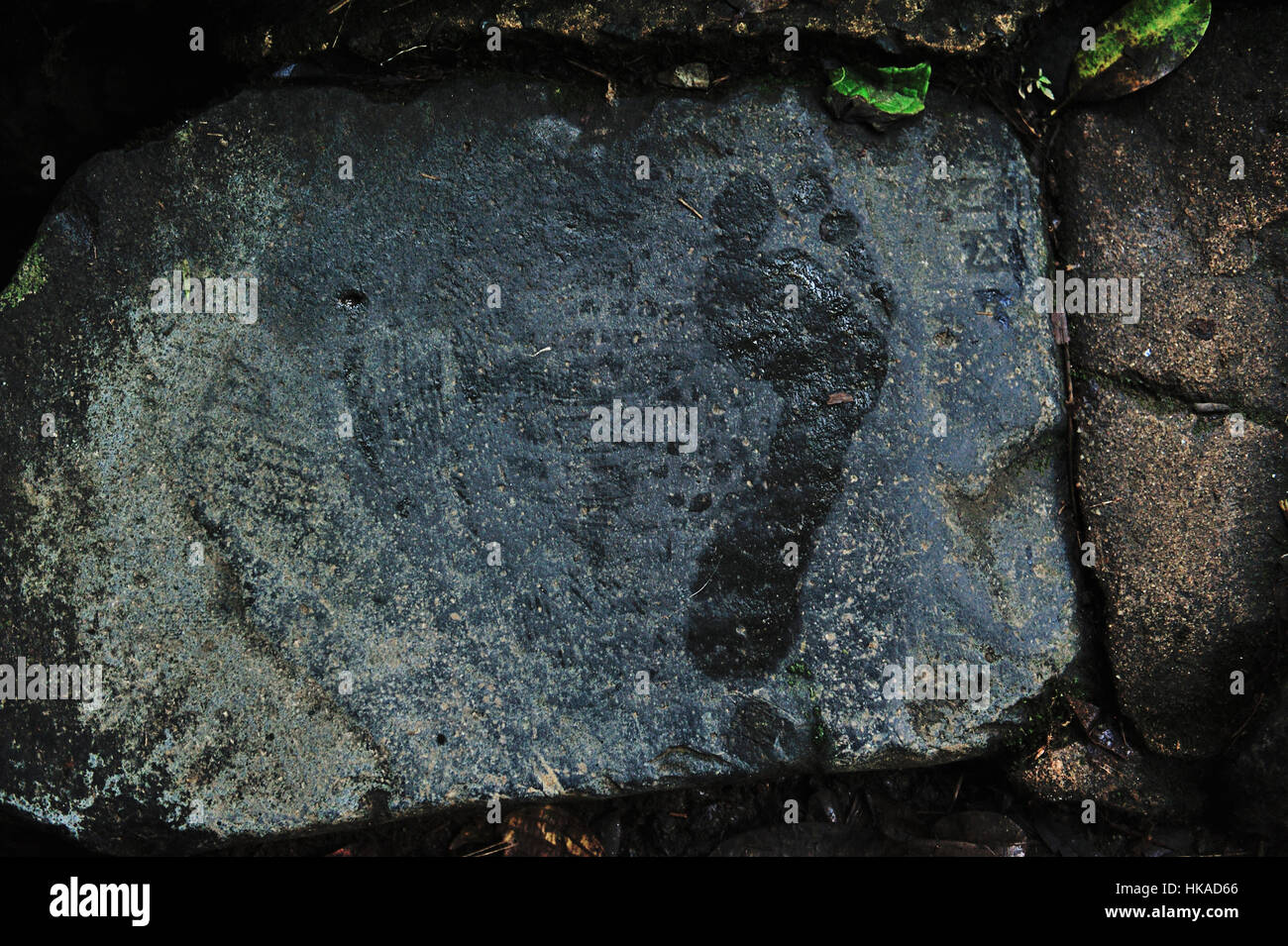 Human nature background hi-res stock photography and images - Alamy