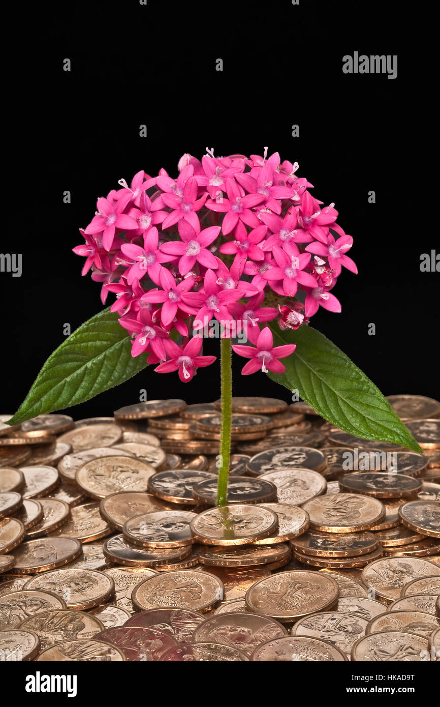 Deep pink flowers sprouting from pile of gold US dollar coins Stock ...