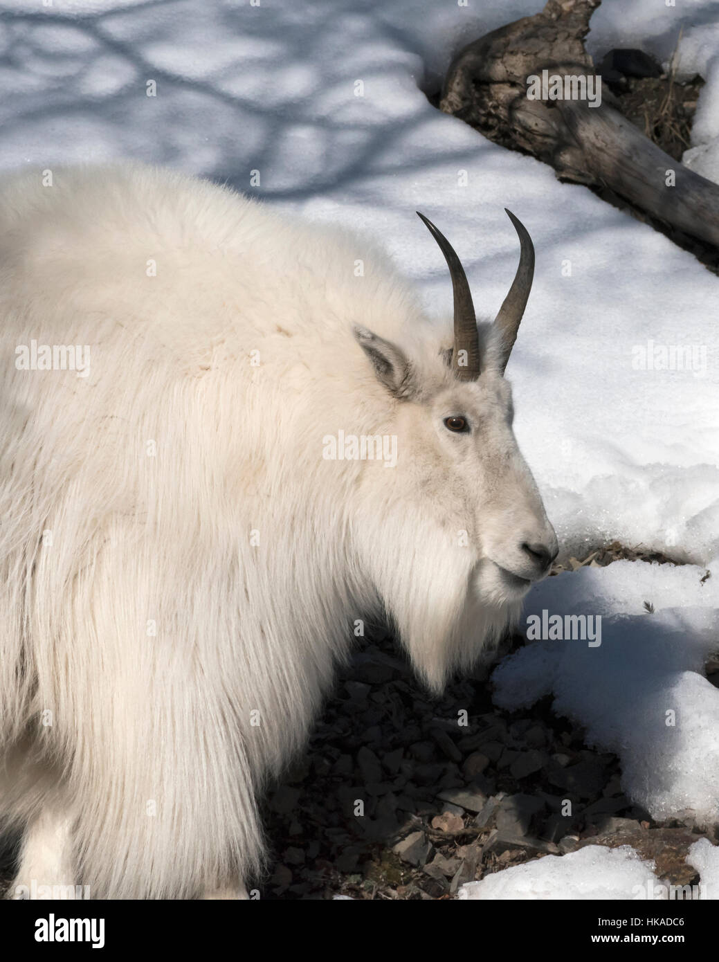 Portrait of a mountain goat, near Whitehorse, Yukon Territory Stock ...