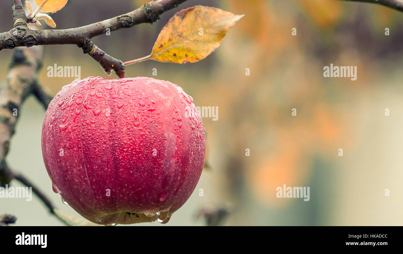 A fresh wet red apple in the tree Stock Photo - Alamy