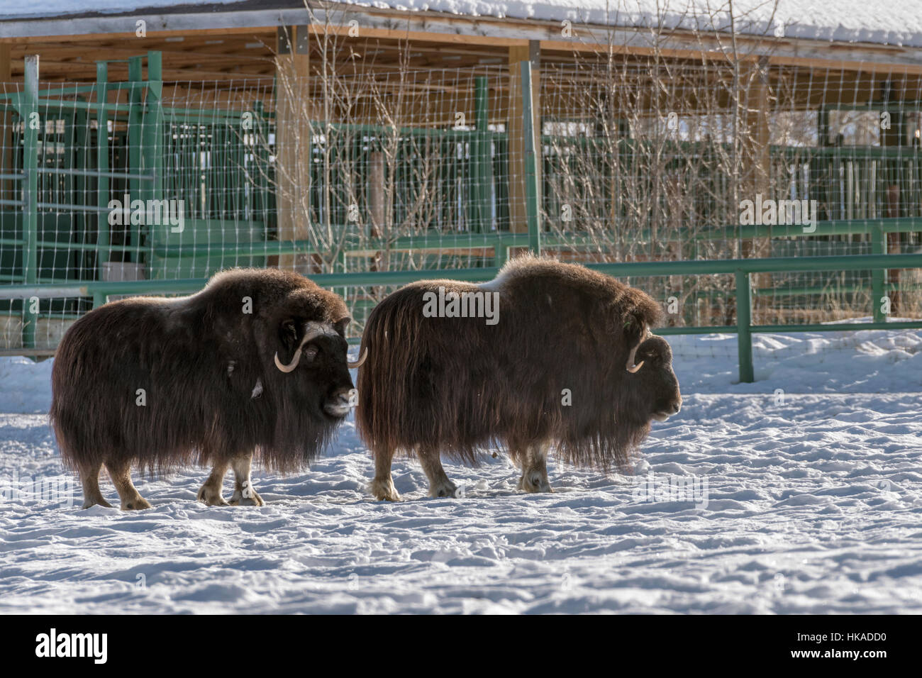 Pair of musk ox in a compound at the Yukon Wildlife Preserve ...