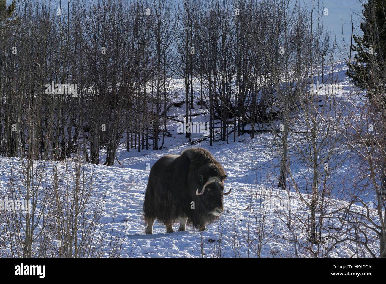 Musk ox (Ovibos moschatus) in the snow, Yukon Wildllife Preserve ...