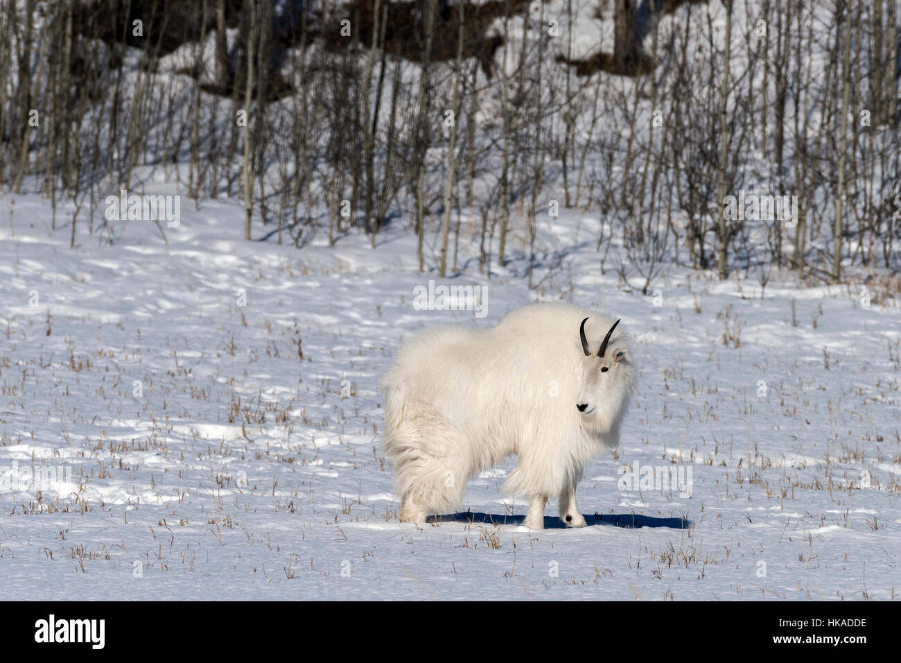 Mountain goat in winter coat, Yukon Wildlife Preserve, Whitehorse ...