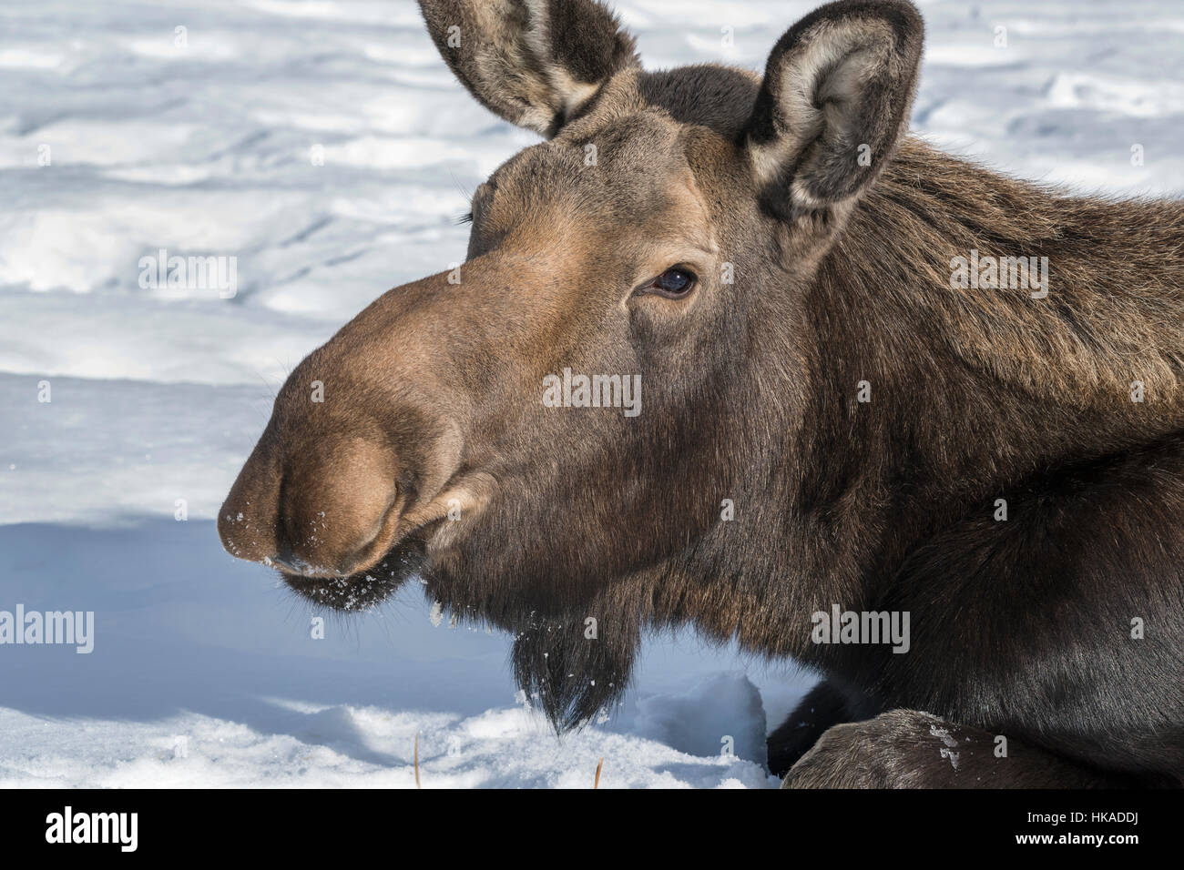 Portrait of a female moose 2, Yukon Wildlife Preserve, Whitehorse ...