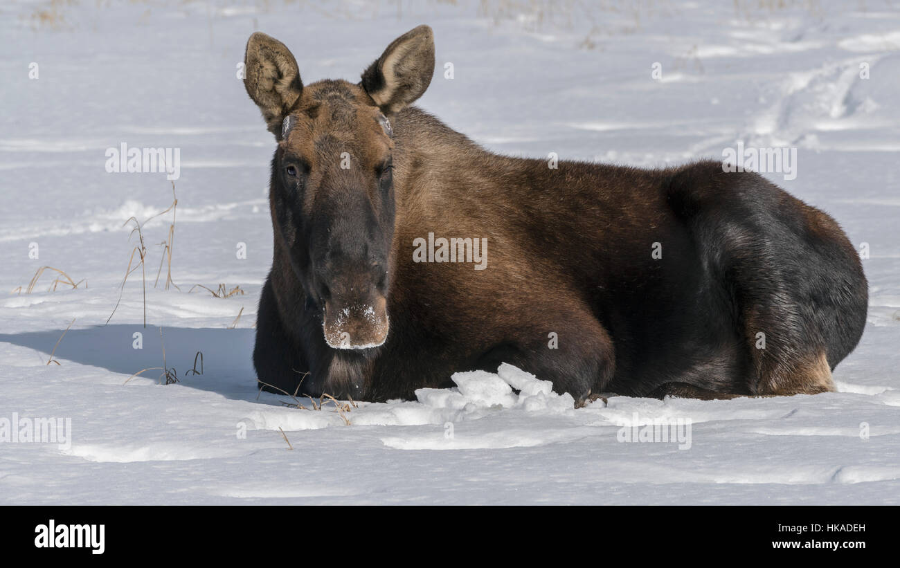 Moose lying down hi-res stock photography and images - Alamy