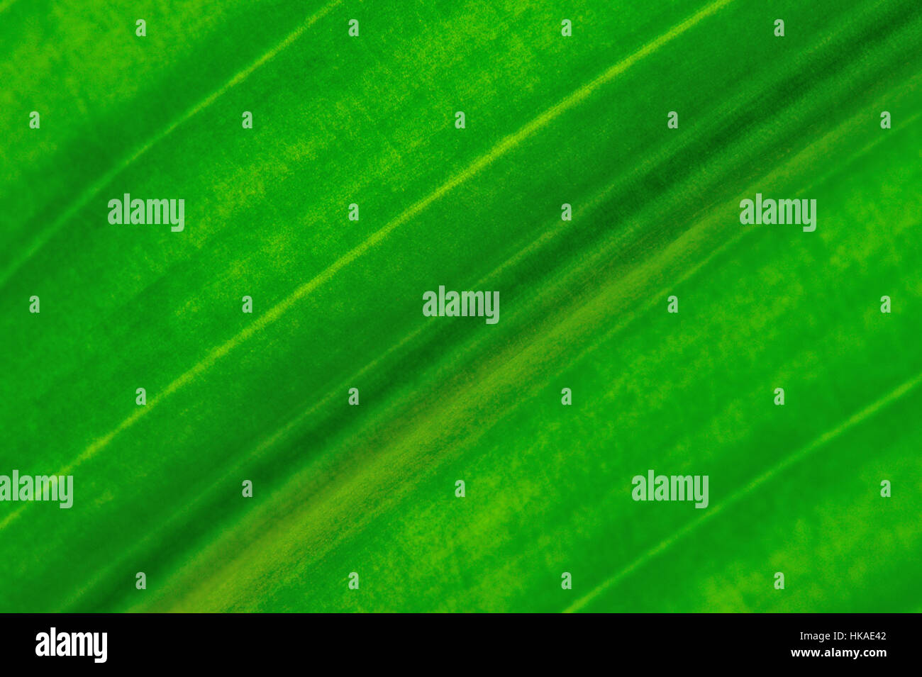 Abstract green leaf texture hi-res stock photography and images - Alamy