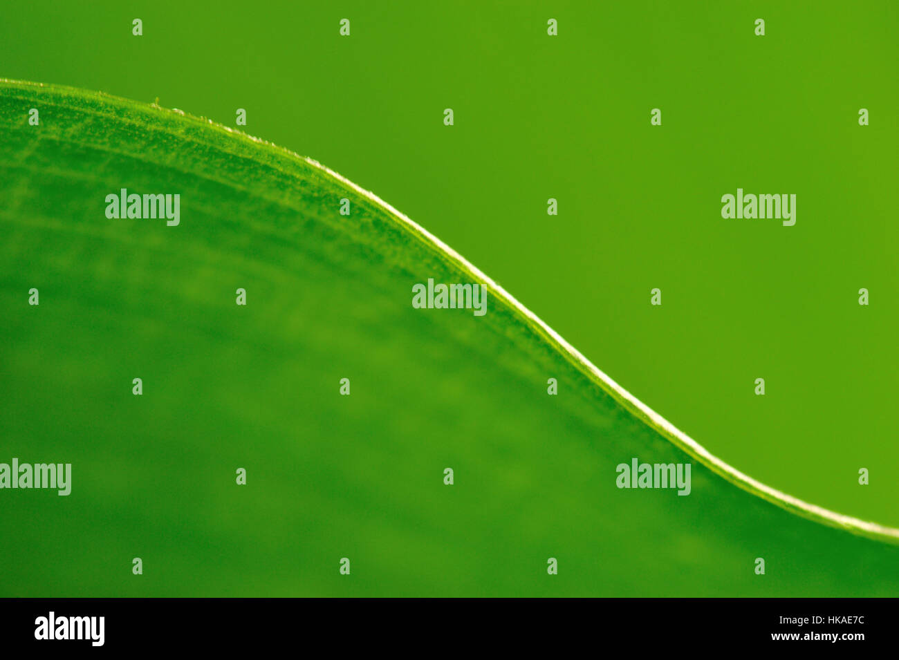 Leaf surface texture hi-res stock photography and images - Alamy