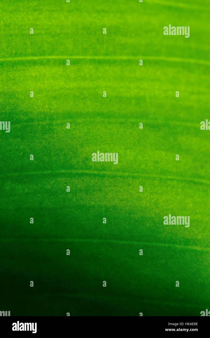 Texture leaf hi-res stock photography and images - Alamy