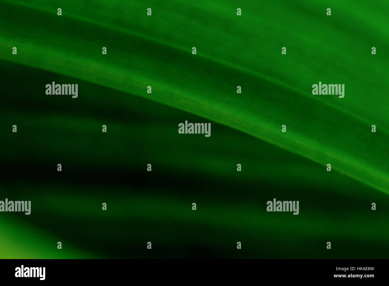 Green foliage details hi-res stock photography and images - Alamy