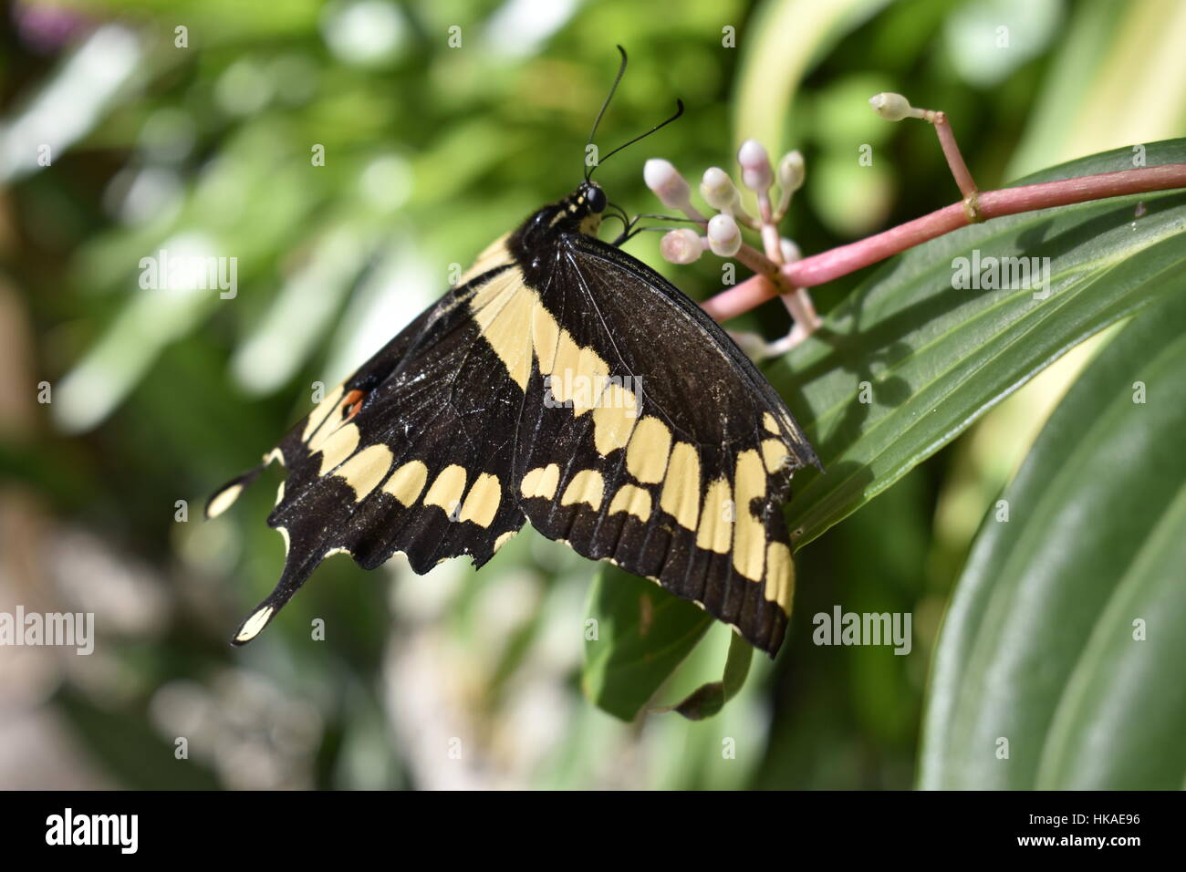 Closeup butterfly hi-res stock photography and images - Alamy