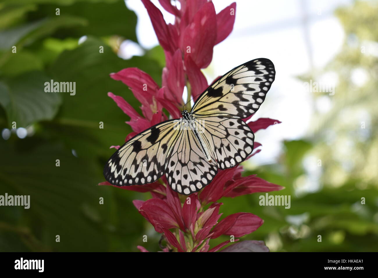 Beautiful black, white, and yellow butterfly spreading its wings on a ...