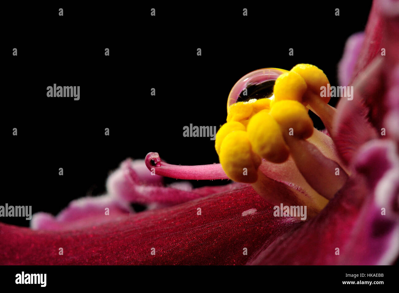 close up of drop on violet flower on black background Stock Photo - Alamy