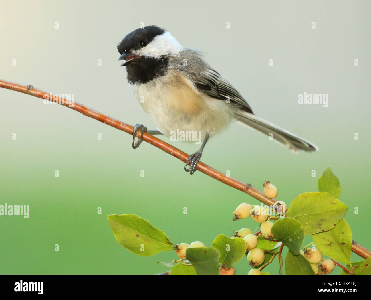 A Black-capped Chickadee calling above apples during autumn in ...