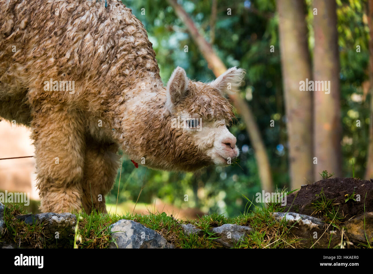 Alpaca grazing in the forests of Peru Stock Photo - Alamy
