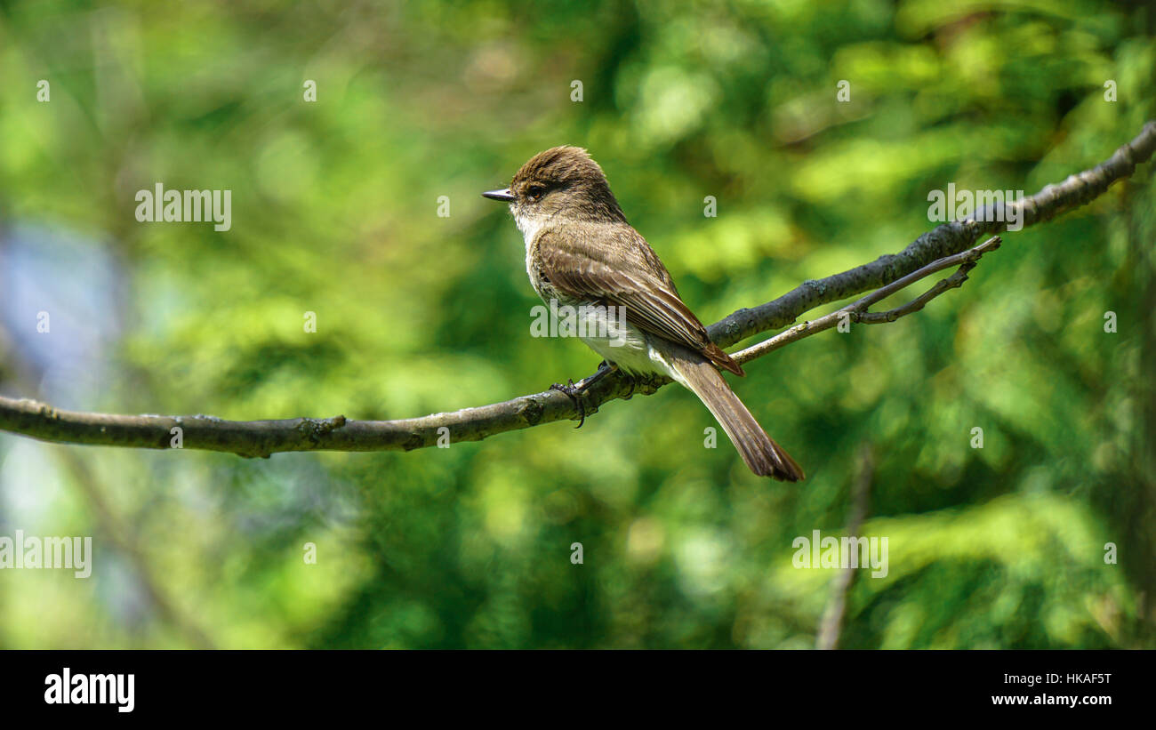 Bird on a branch Stock Photo - Alamy