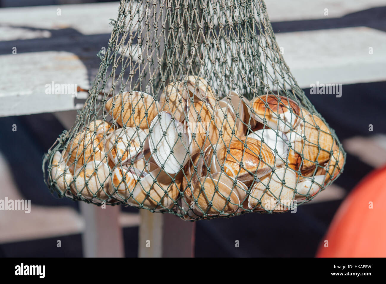 Many seashells in fishing net on the beach Stock Photo - Alamy