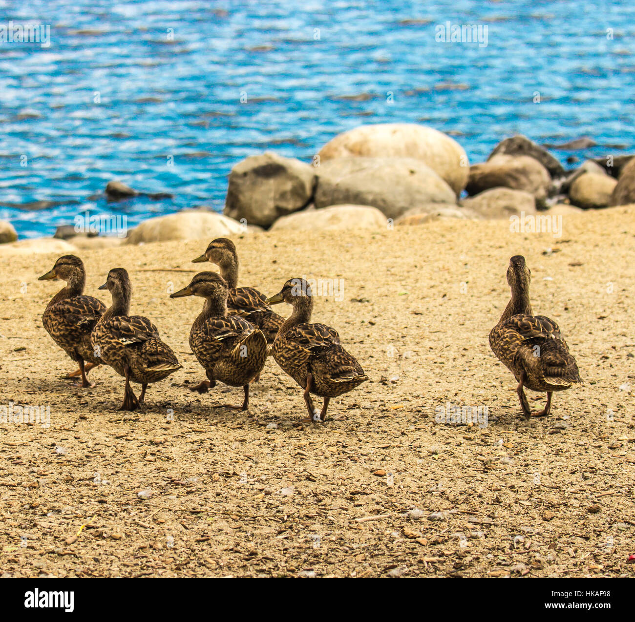 Six Baby Ducklings Walking On Lake Shore Stock Photo - Alamy
