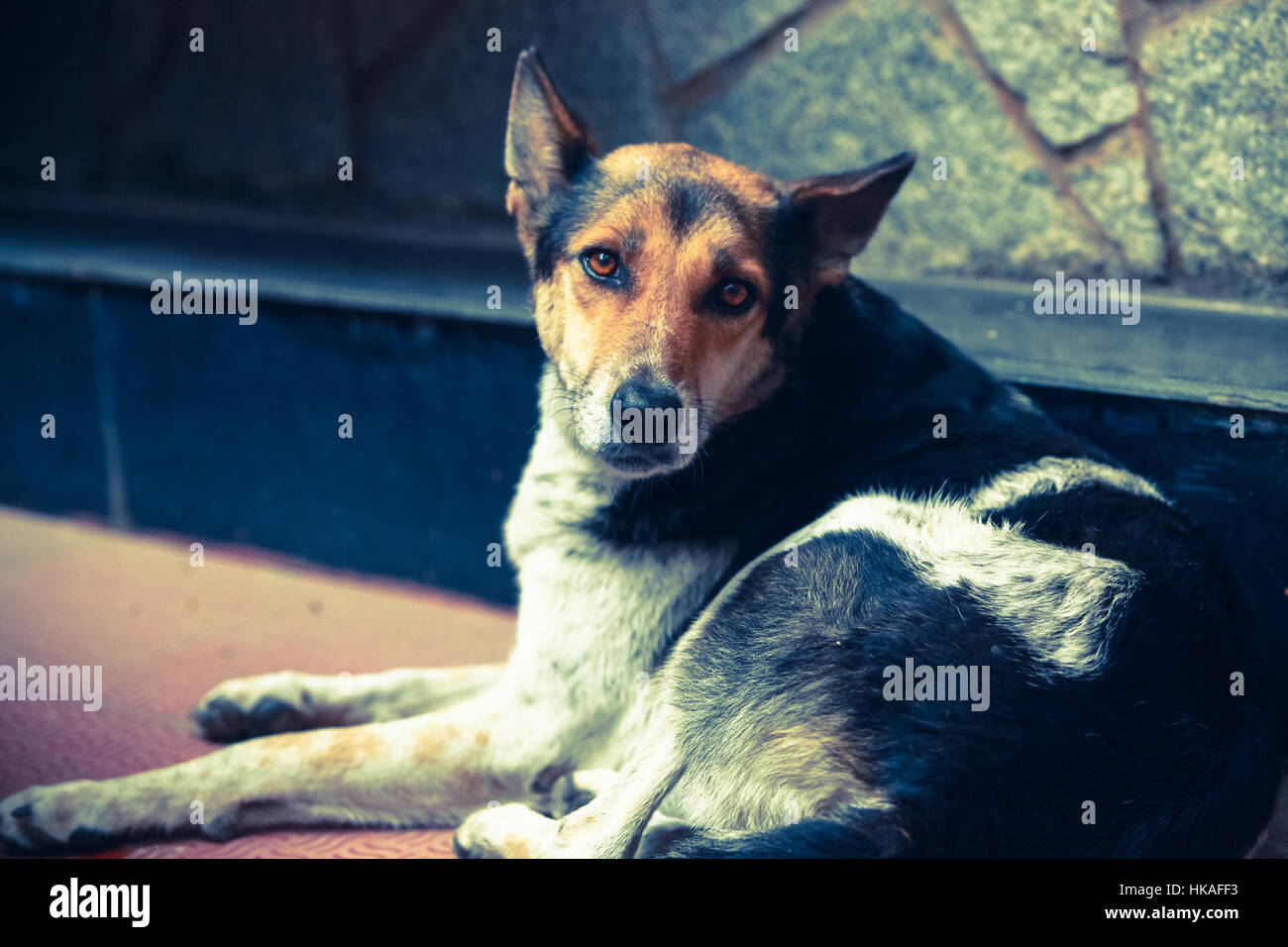 Cute Dog Stock Photos & Cute Dog Stock Images - Alamy