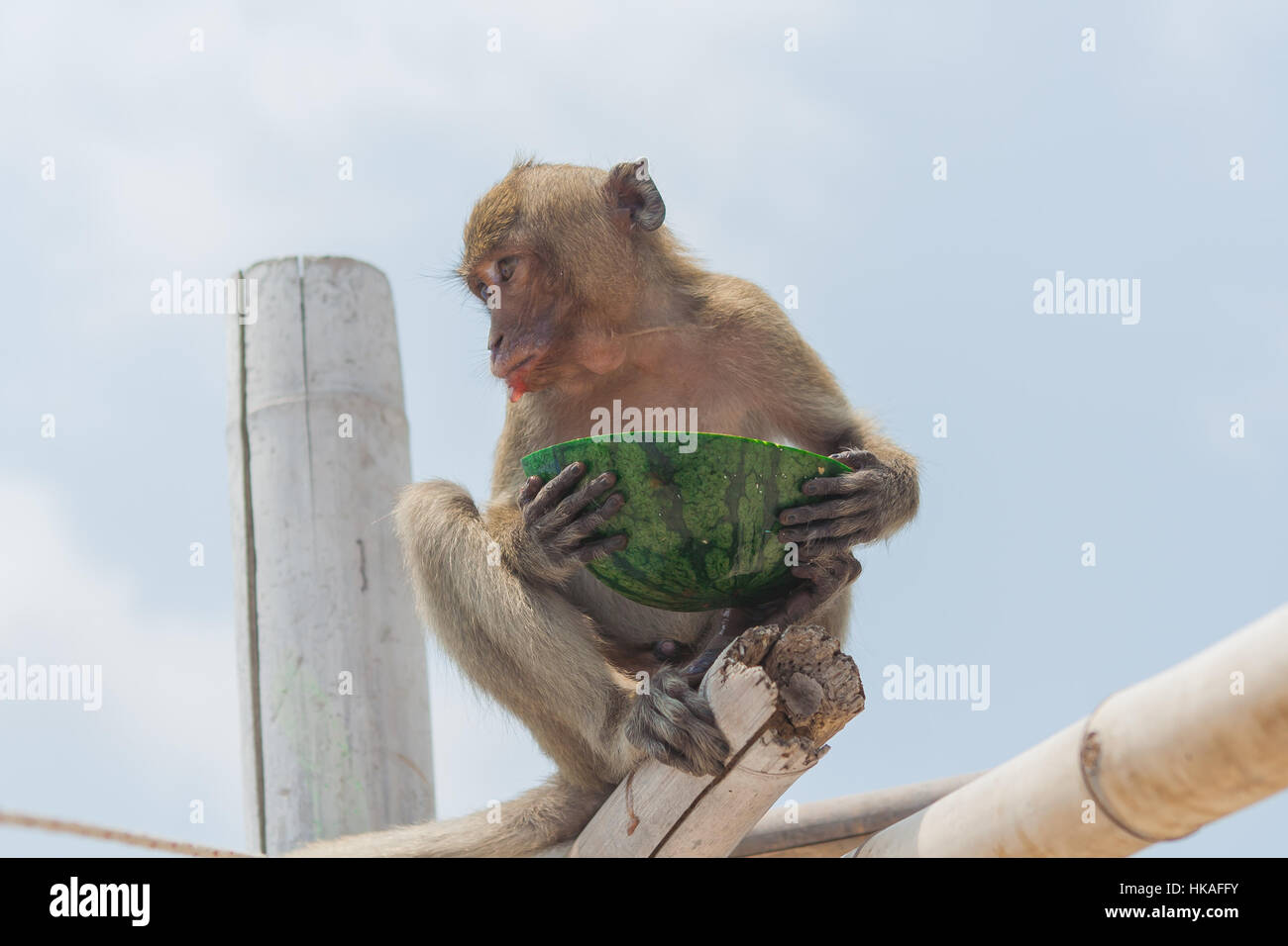 Small monkey eats watermelon on the beach Stock Photo - Alamy