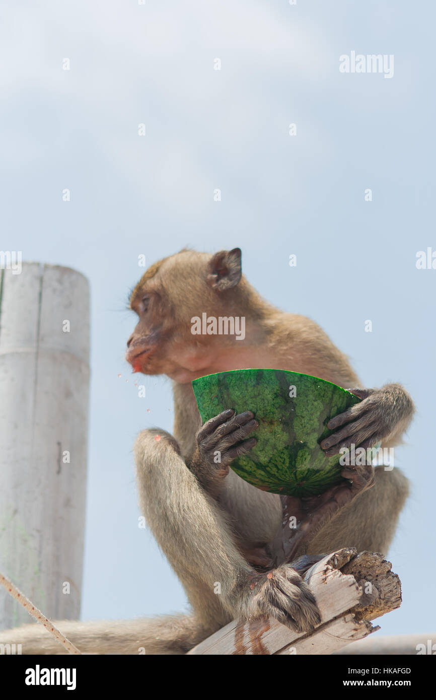 Small monkey eats watermelon on the beach Stock Photo - Alamy