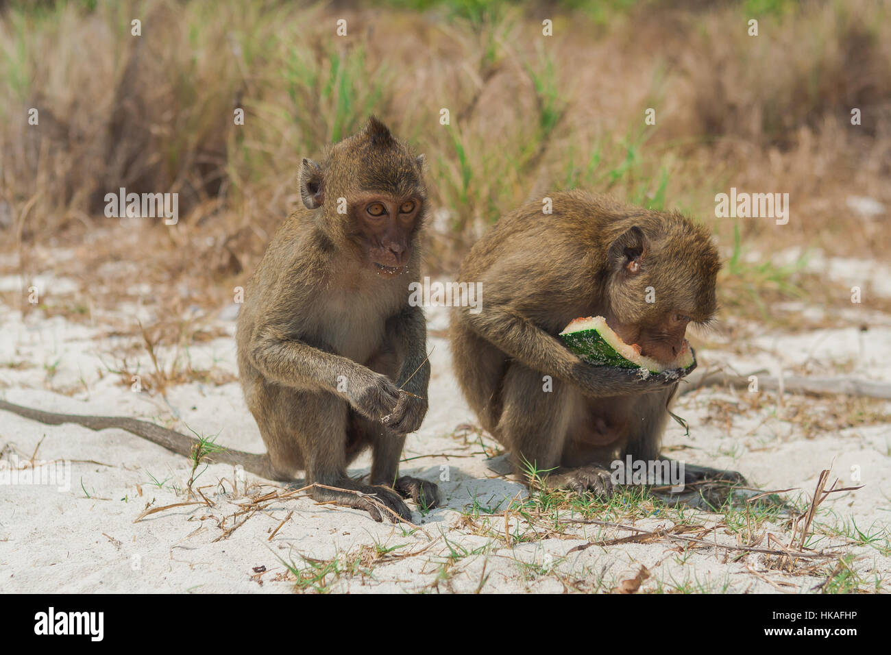 Small monkey eats watermelon on the beach Stock Photo - Alamy