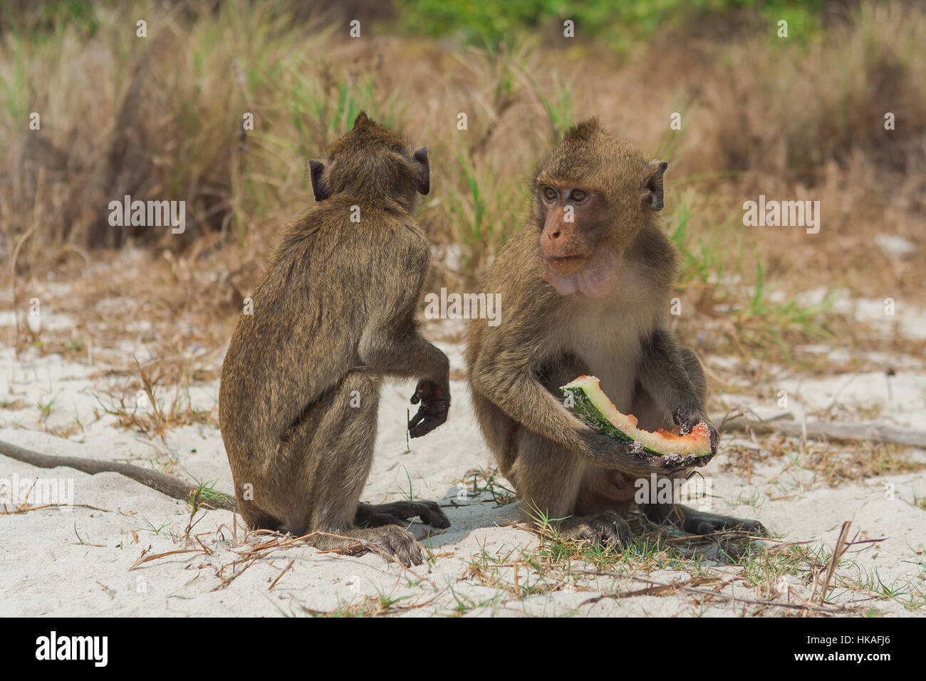 Small monkey eats watermelon on the beach Stock Photo - Alamy