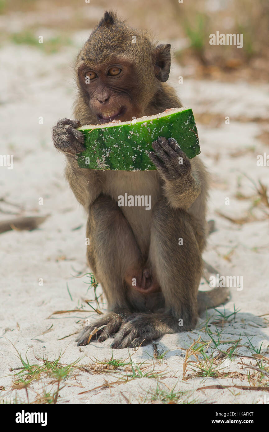 Small monkey eats watermelon on the beach Stock Photo - Alamy