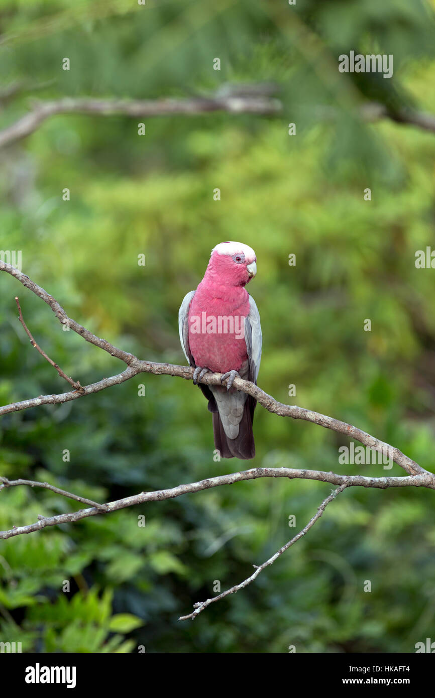 Galah bird hi-res stock photography and images - Alamy