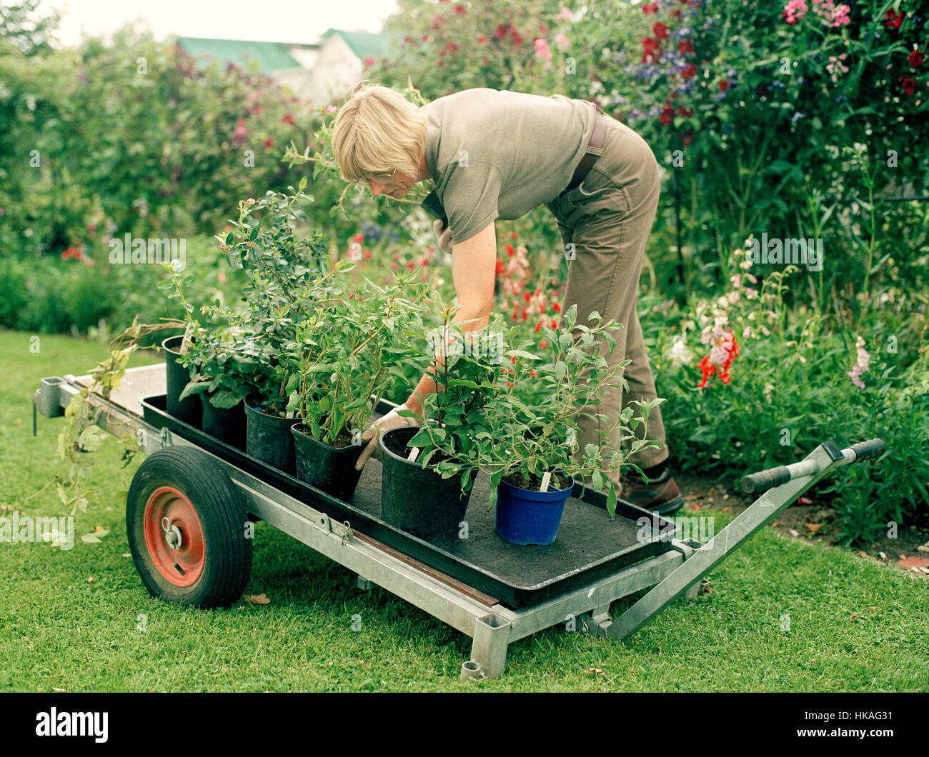 Woman gardener lifting potted plants from a trolley Stock Photo - Alamy