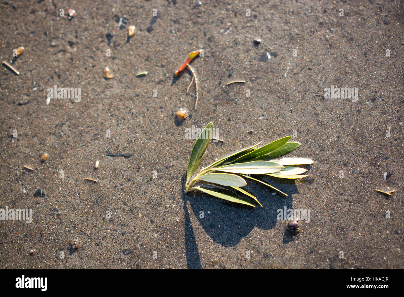 Green leaves found on gray stone background Stock Photo - Alamy